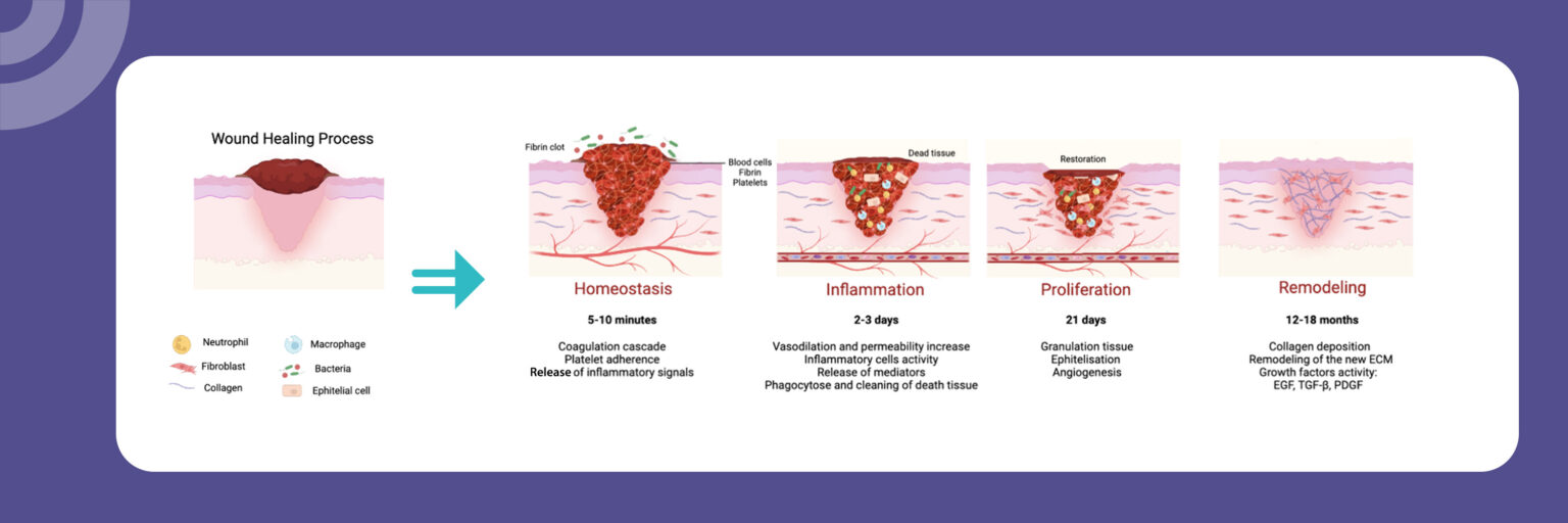 The 4 Stages of Wound Healing Explained | A Complete Guide